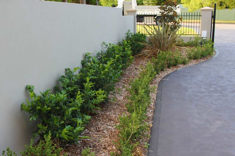 Emu Plains - Landscaped Garden